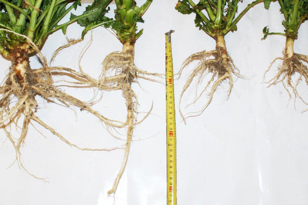 Decompactare și fertilizare în profilul de sol | BEDNAR FMT